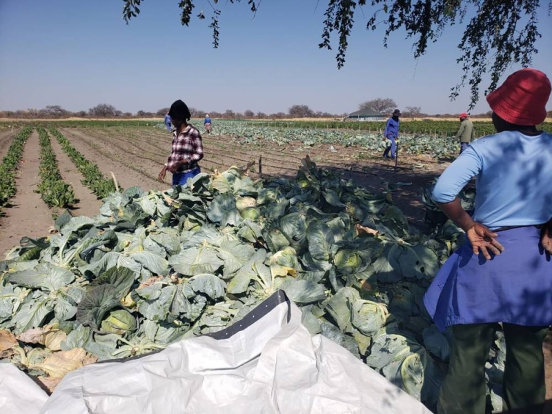 Japanese Gov't invests P3.6m into Gweta farm | Guardian Sun