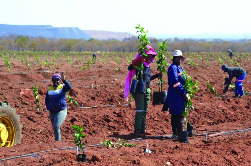 Citrus farm prepares for expansion | Guardian Sun