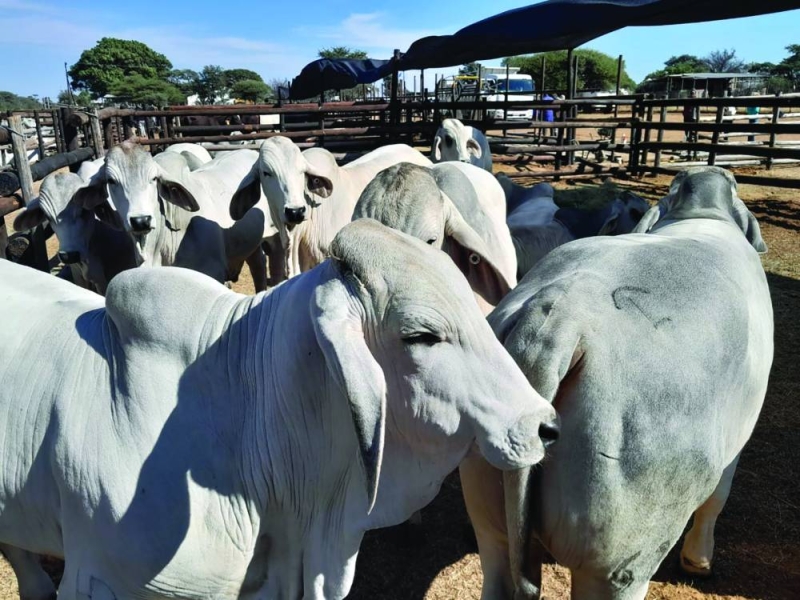 P93m set aside for Ramatlabama AI Centre upgrading | Guardian Sun