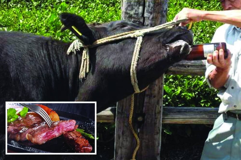 Cows received this week use beer in crafting world's most expensive ...