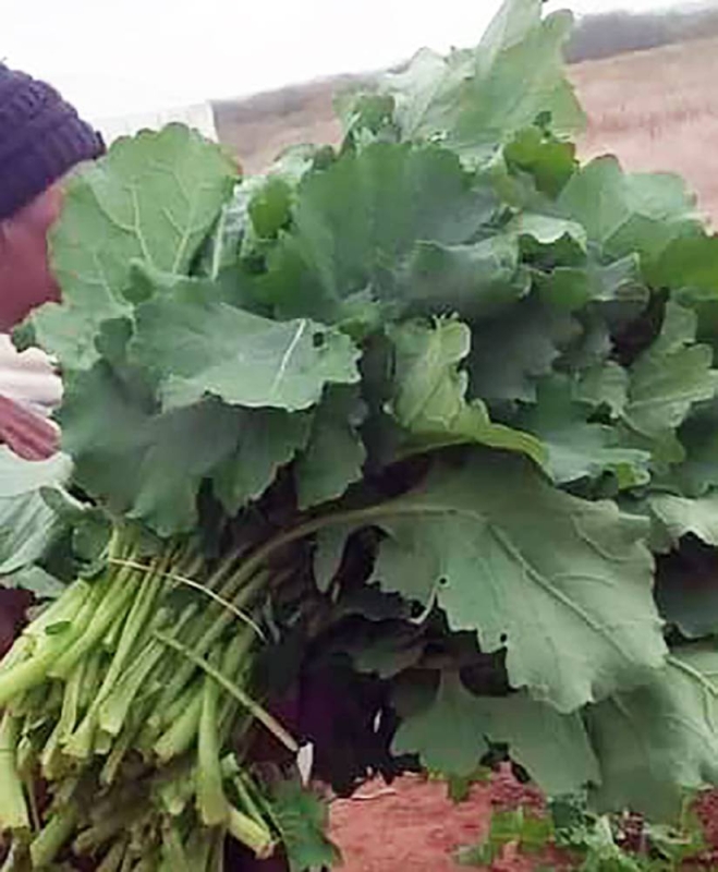 Morogo lands family of six in hospital | Guardian Sun